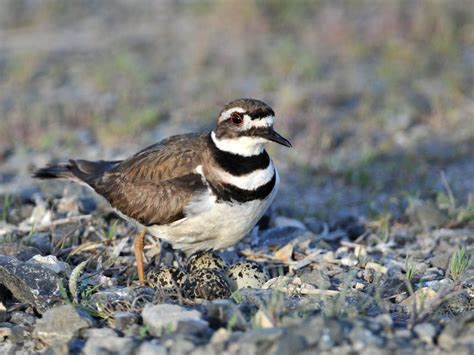Killdeer Nesting All You Need To Know Birdfact