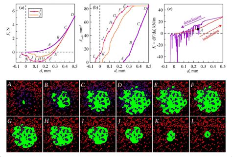 Simulation Of Adhesive Contact Of Spherical Indenter On Elastomer Download Scientific Diagram
