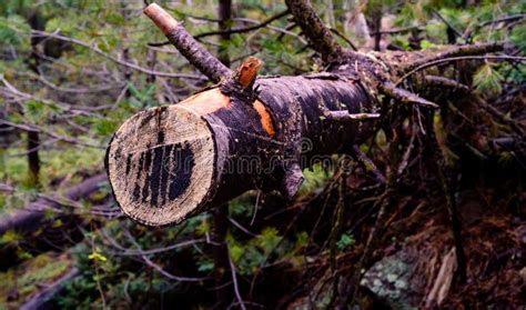 Pine Tree Hardened Sap Stock Image Image Of Plant Resin 121761559