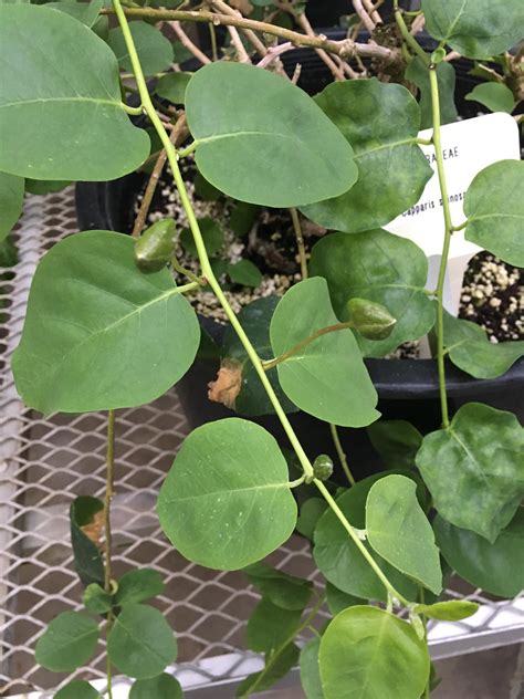 Capparis Spinosa Bessey Greenhouse Richard W Pohl Conservatory