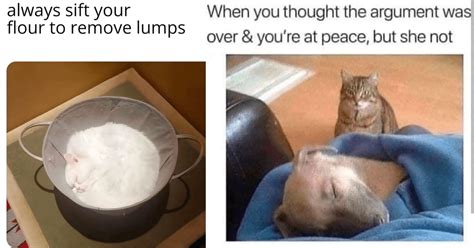 Funny And Facetious Friday Morning Feline Memes To Fill You With Spicy Energy I Can Has