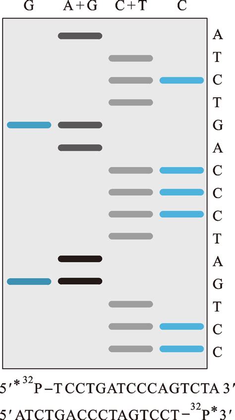 分析特定 Dna 片段的碱基序列——dna 测序方法概述 知乎