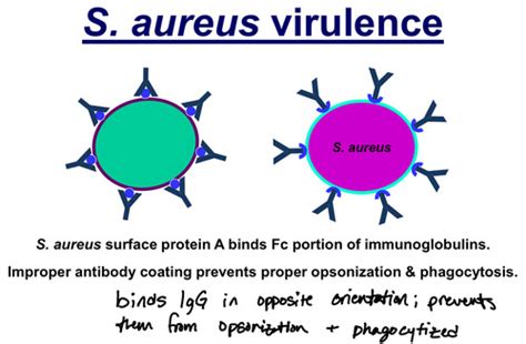 Staphylococcus Flashcards Quizlet Staphylococcus Flashcards Quizlet