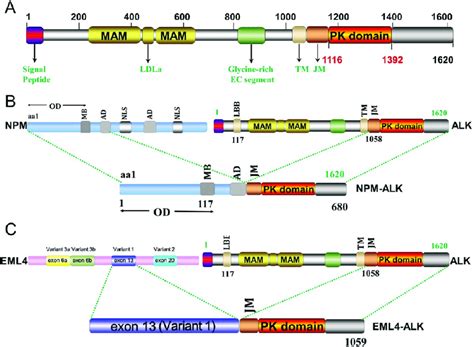 A Overview Of The Native Human Anaplastic Lymphoma Kinase Alk The