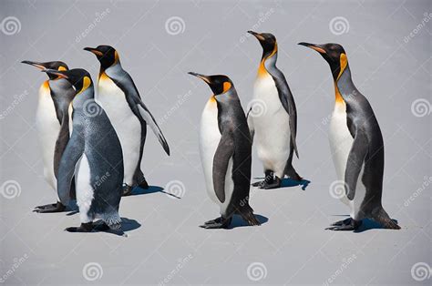 Pingvin Sex För Strandgruppkonung Fotografering För Bildbyråer Bild