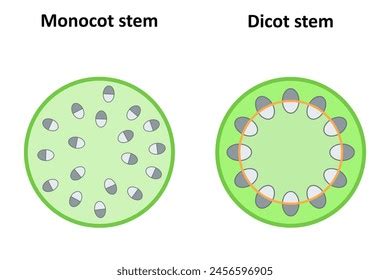 4 Hundred Dicot Monocot Stem Royalty Free Images Stock Photos