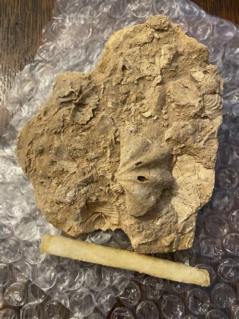 My Set Up So Far R Fossilporn