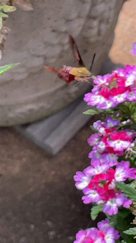 What Is This R Insects