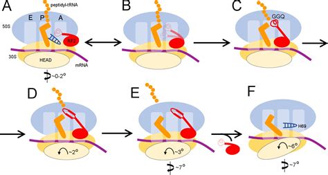 Translation Termination