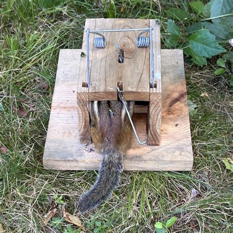 Ground Squirrel Bait That Works