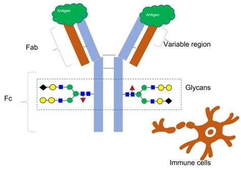 Lectin Based Fluorescent Comparison Of Glycan Profile—fda Validation To