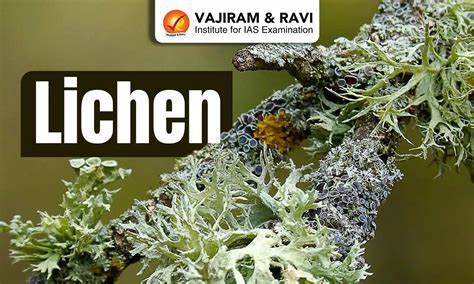 Lichen Discovery Benefits Latest News