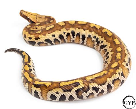 Blood Python Ugopheryourpet Blood Python Ugopheryourpet