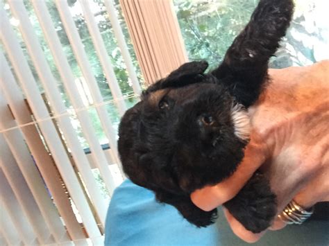 Beach And River Cockapoos Cockapoo Breeder Sarasota Florida