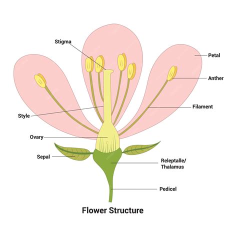 Structuur Van Een Bloem Biologisch Diagram Vector Illustratie Tekening