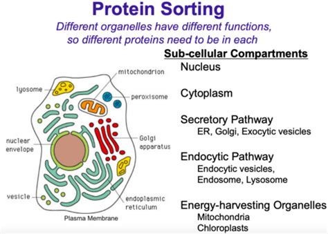 Protein Sorting Flashcards Quizlet