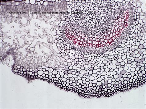 Anatomy Of Dicot Leaf Nerium Leaf