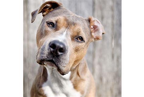 The Most Popular Dog Names Of 2015