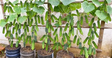 Ultimate Guide To Growing Cucumbers Vertically