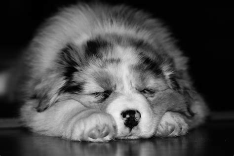 무료 이미지 검정색과 흰색 사진술 강아지 단색화 닫다 코 자다 척골가 있는 Nos 알래스카 Malamute