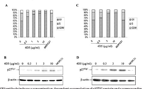 Figure 1 From The Role Of Cyclin Dependent Kinase Inhibitor P27kip1 In