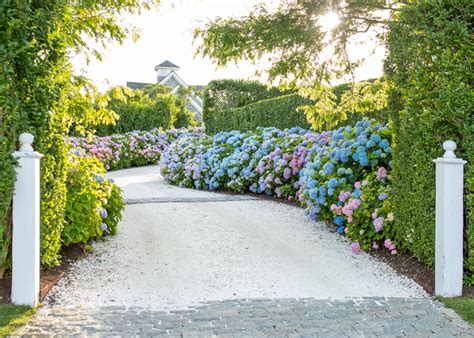 Nantucket Hydrangea Driveway Style Charade Nantucket Hydrangea