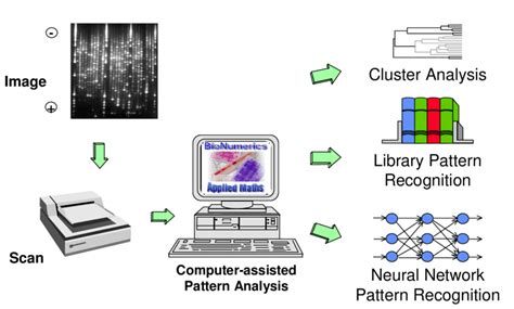 Rep Pcr Genomic Fingerprinting And Computer Assisted Pattern Analysis Download Scientific Diagram