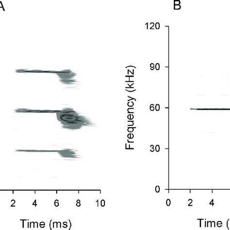 The Spectrogram Of Representative Echolocation Call Of Hipposideros