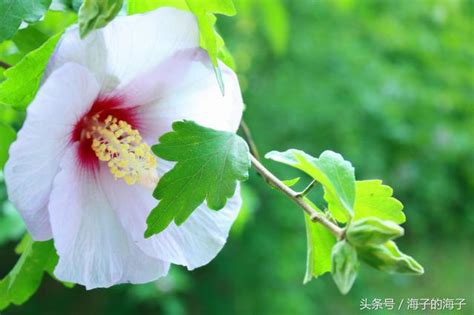 有女同行顏如舜英彼美孟姜德音不忘 木槿花靜 每日頭條
