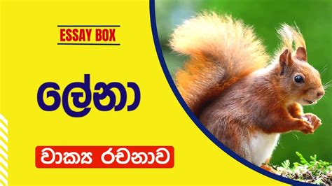 ලේනා වාක්‍ය රචනාව 3 4 5 ශ්‍රේණි රචනා ලේනා ගැන විස්තර Squirrel