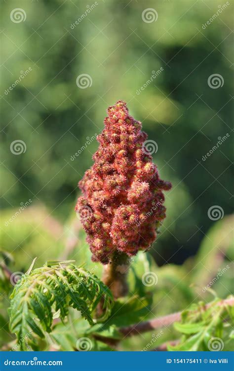 Staghorn Sumac Stock Image Image Of Staghorn Shrub 154175411