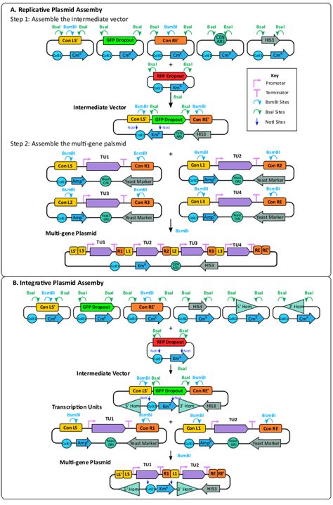 Rapid Assembly Of Multi Gene Constructs Using Modular Golden Gate