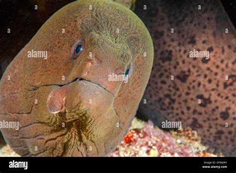Moray Giant Moray Gymnothorax Javanicus Gazing At Viewer Pacific