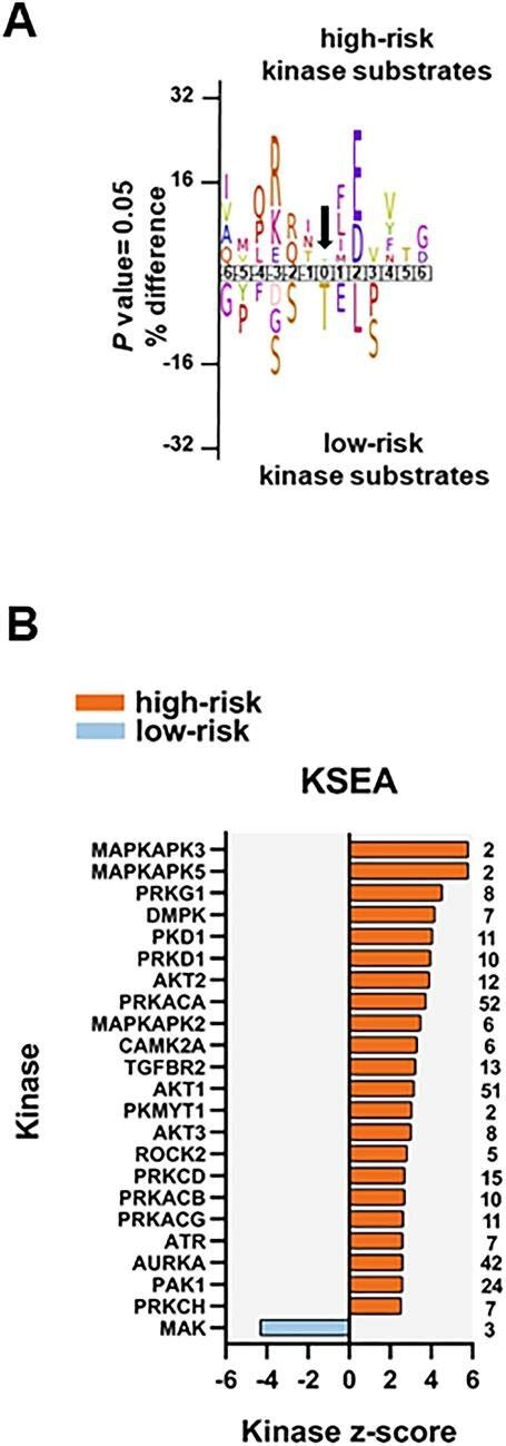 Kinase Prediction Analysis Of The High Risk Vs Low Risk Download Scientific Diagram