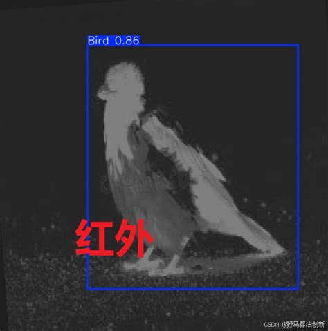 Dl00987 基于深度学习yolov11的红外鸟类目标检测含完整数据集红外鸟类数据集 Csdn博客