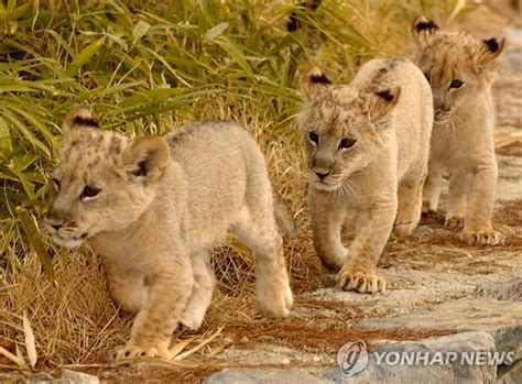 강릉 야산 돌아다닌 새끼 사자 2마리 어디서 나타났지 헉스