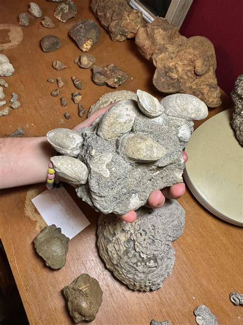 Found This Crazy Dense Block Of Fossils In South Jersey Link In