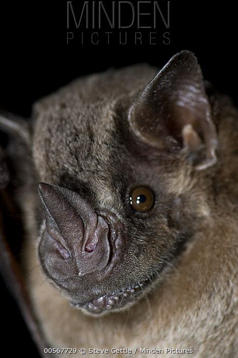 Jamaican Fruit Bat