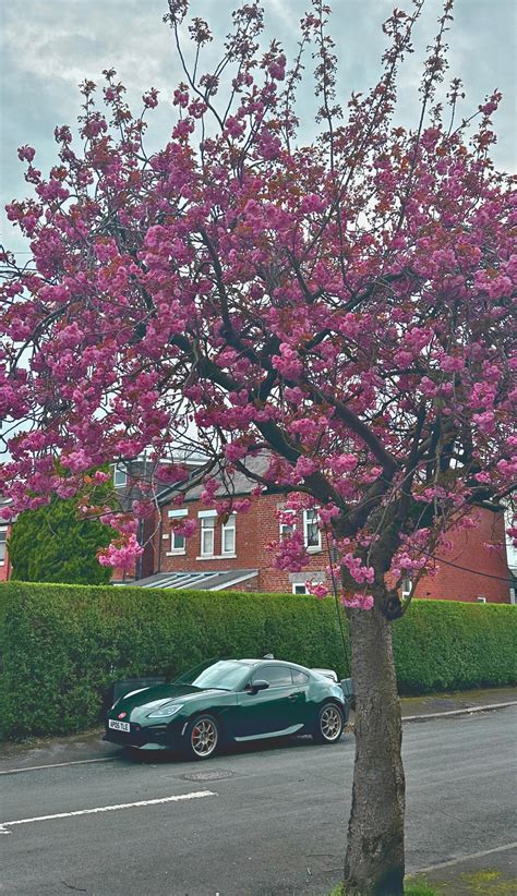 Cherry Blossom R Gr86