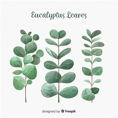 Free Vector Hand Drawn Eucalyptus Leaves Background