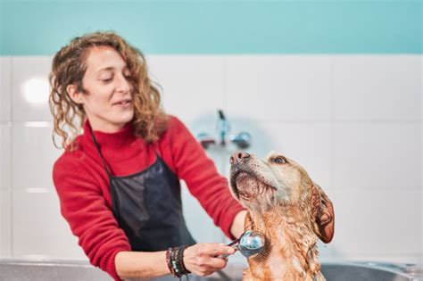 How Often Should Labs Get Groomed A Complete Guide