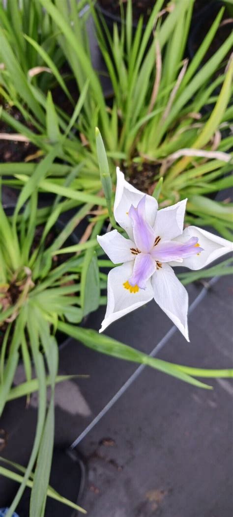 African Iris Dietes Iridioides Madhappenings