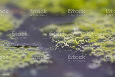 표면 수준에서 물방울이있는 물속에서 조류의 매크로 샷 과학 생물학 배경 개념 0명에 대한 스톡 사진 및 기타 이미지 0명 개화기 공중 Istock