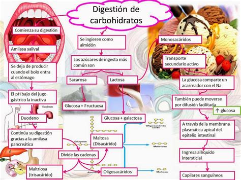 Digestión De Carbohidratos Proteínas Y Lípidos
