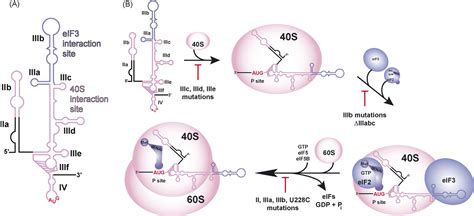 Figure 1 From Structure And Function Of Hcv Ires Domains Semantic Scholar