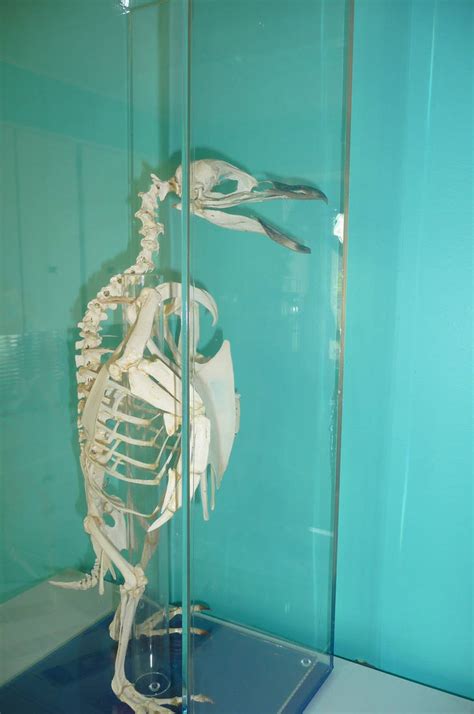 Penguin Skeleton By Steinsnatural On Deviantart