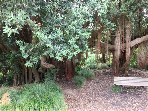 Metrosideros Excelsa Dec Sf Botanical Garden