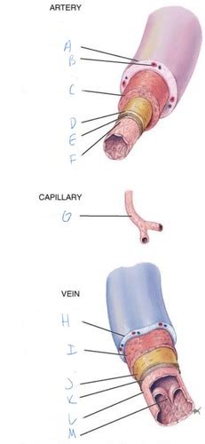 Vascular System Flashcards Quizlet