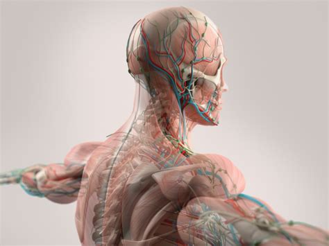 Anatomie Du Corps Humain Free Stock Photos Images And Pictures Of