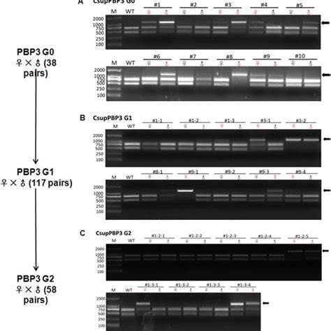 Diagram Of Target Sites And Elements Of Single Guide Rna Sgrna Of Download Scientific Diagram